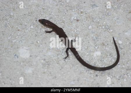 Sun Tegus (Proctoporus Stock Photo - Alamy