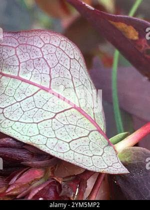 Virginia marsh St. John's-wort (Hypericum virginicum Stock Photo - Alamy