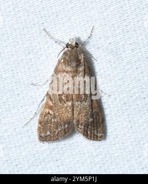 Waterlily Borer Moth (Elophila gyralis Stock Photo - Alamy