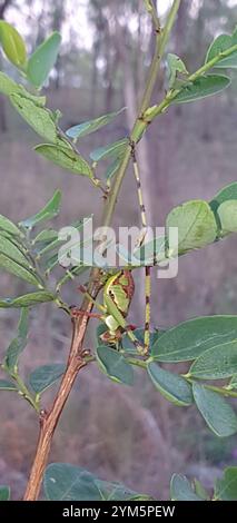 32-spotted Katydid (Ephippitytha trigintiduoguttata) Insecta Stock ...