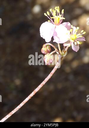 Sour Saltsorrel (Kewa salsoloides Stock Photo - Alamy