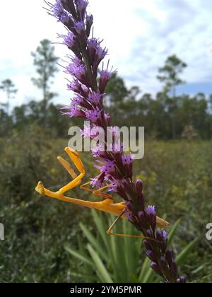Larger Florida Mantis (Stagmomantis floridensis) Insecta Stock Photo ...