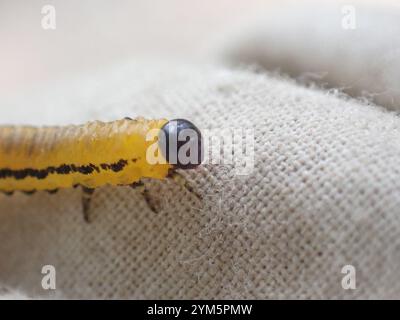 striped alder sawfly (Hemichroa crocea Stock Photo - Alamy