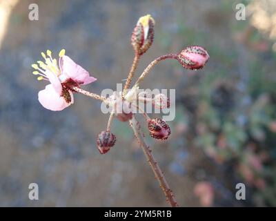 Sour Saltsorrel (Kewa salsoloides Stock Photo - Alamy