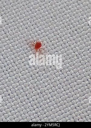 Trombidiform Mites (Trombidiformes Stock Photo - Alamy