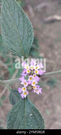 Bushy Lippia (Lippia alba Stock Photo - Alamy
