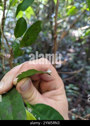 Southern Conical Pinwheel Snail (Hedleyoconcha delta Stock Photo - Alamy