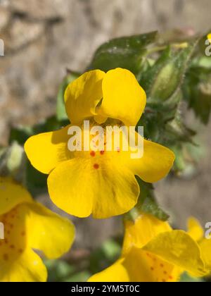 seep monkeyflowers (Simiolus Stock Photo - Alamy