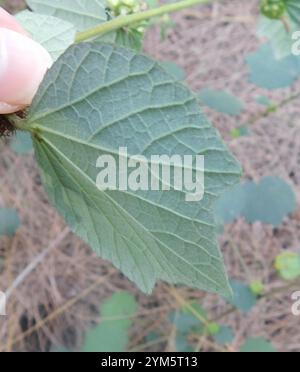 Caesar weed (Urena lobata Stock Photo - Alamy