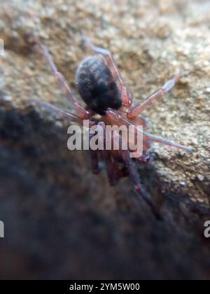 Hackledmesh Weavers (Amaurobiidae Stock Photo - Alamy