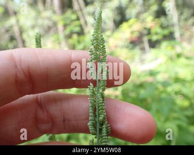 american slough grass (Beckmannia syzigachne Stock Photo - Alamy