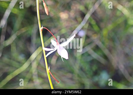 Common Grasslily (Caesia contorta Stock Photo - Alamy
