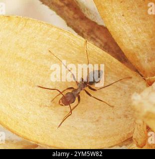 Large Pugnacious Ant (Anoplolepis custodiens Stock Photo - Alamy