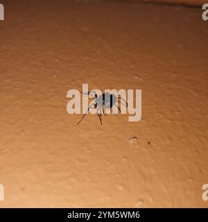 Southern Broad-nosed Spiny Ant (Polyrhachis femorata Stock Photo - Alamy