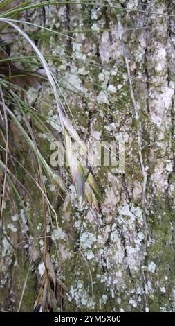 southern needleleaf airplant (Tillandsia setacea Stock Photo - Alamy
