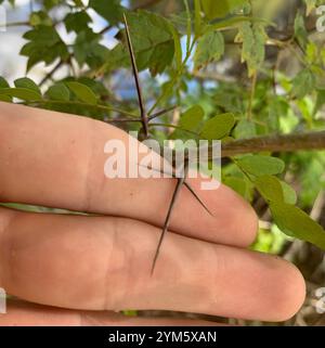 Water locust (Gleditsia aquatica Stock Photo - Alamy
