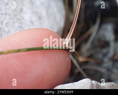 Glaucous Bluegrass (Poa glauca Stock Photo - Alamy