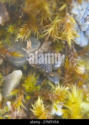 Shore bugs (Saldidae Stock Photo - Alamy