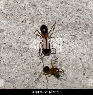 Florida Carpenter Ant (Camponotus floridanus Stock Photo - Alamy