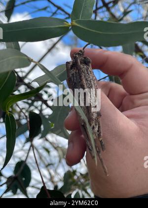 Case Moths (Clania Stock Photo - Alamy
