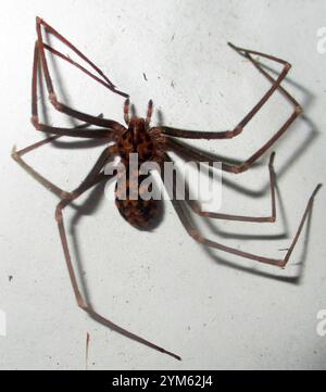 Northern Violin Spider (Loxosceles simillima Stock Photo - Alamy