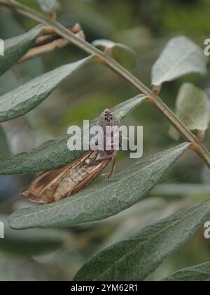 Cyclops Jumping Spider (Opisthoncus polyphemus Stock Photo - Alamy