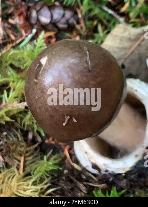 Western Grisette (Amanita pachycolea Stock Photo - Alamy