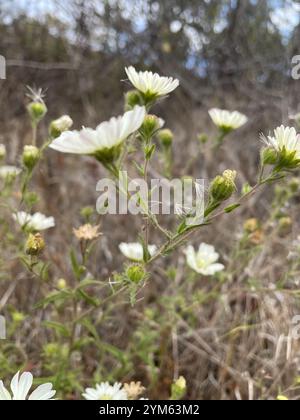 Hayfield Tarweed (Hemizonia congesta Stock Photo - Alamy