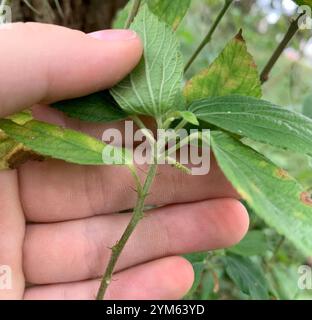 Field Copperleaf (Acalypha arvensis Stock Photo - Alamy