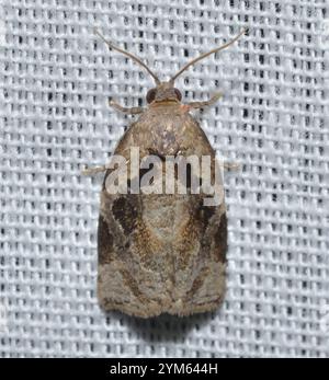 Gray Archips Moth (Archips grisea Stock Photo - Alamy