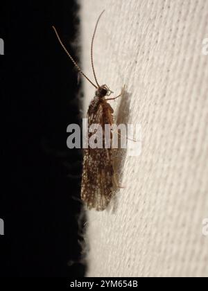 Tube Maker Caddisflies (Polycentropodidae Stock Photo - Alamy