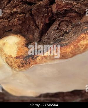 Northern Red Belt (Fomitopsis mounceae) Fungi Stock Photo - Alamy