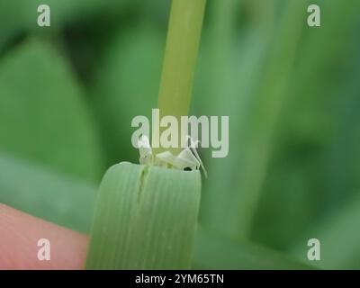 canadian bluejoint (Calamagrostis canadensis Stock Photo - Alamy