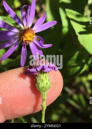 late purple aster (Symphyotrichum patens Stock Photo - Alamy