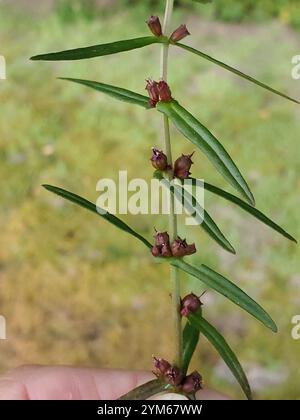 Scarlet Toothcup (Ammannia coccinea Stock Photo - Alamy