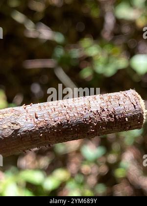 Twig Girdler (Oncideres cingulata Stock Photo - Alamy