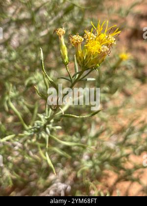 Greene's Rabbitbrush (Chrysothamnus greenei Stock Photo - Alamy