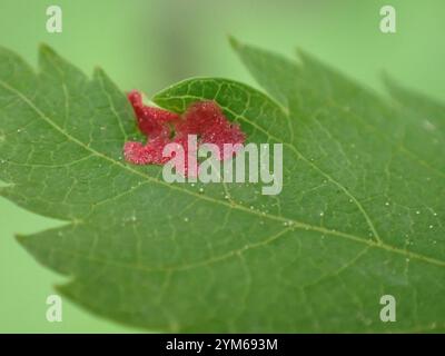 Rocky Mountain Maple Felt Mite (Aceria calaceris Stock Photo - Alamy