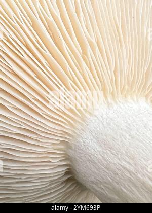 clustered clitocybe (Lepista subconnexa Stock Photo - Alamy