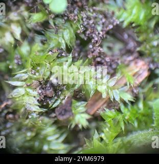 Isopterygium Moss (Isopterygium tenerum Stock Photo - Alamy