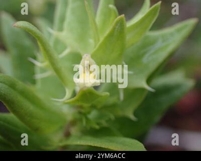 narrowleaf cow wheat (Melampyrum lineare Stock Photo - Alamy