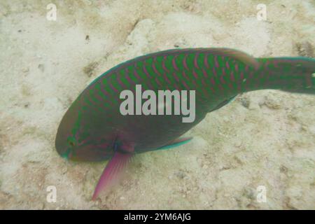 Eclipse parrotfish - Scarus russelii Stock Photo - Alamy