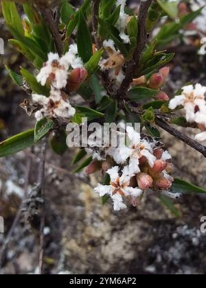common beard-heath (Leucopogon virgatus Stock Photo - Alamy