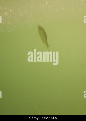 Shiner Surfperch (Cymatogaster aggregata Stock Photo - Alamy