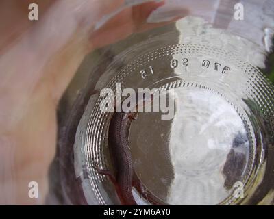 São Tomé Island Leaf-litter Skink (Panaspis thomensis Stock Photo - Alamy