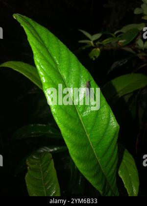 Spinygilled Mayfly (Coloburiscus humeralis Stock Photo - Alamy