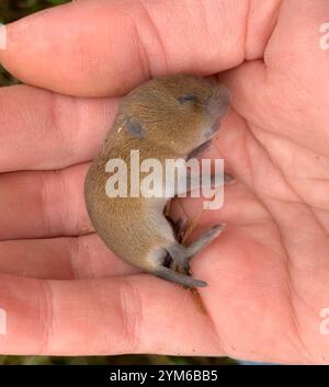 Mice, Rats, and Hamsters (Myomorpha Stock Photo - Alamy