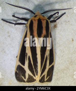 Nais Tiger Moth (Apantesis nais Stock Photo - Alamy