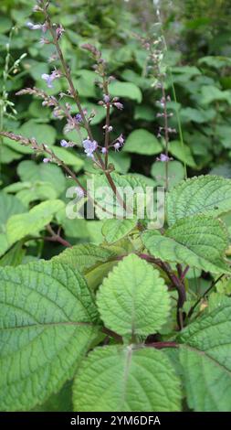 pink fly bush (Plectranthus fruticosus Stock Photo - Alamy