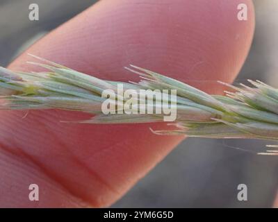 Great Basin Wildrye (Leymus cinereus Stock Photo - Alamy
